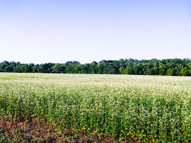Blooming buckwheat field stock image. Image of shot - 130198799