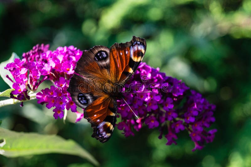 Buddleja Davidii Butterflybush Stock Photo - Image of butterflybush ...