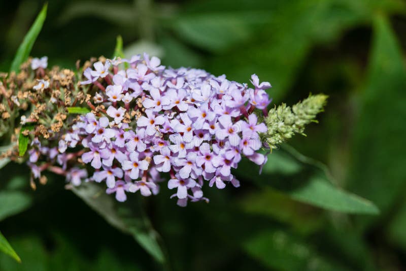 Buddleja Davidii Butterflybush Stock Image - Image of animal, botanic ...