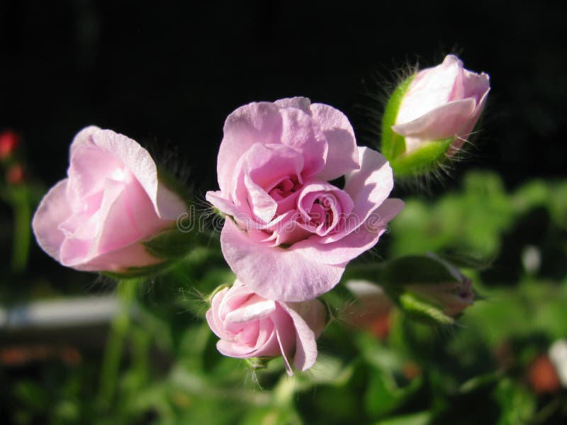 Blooming Buds of the Ivy-leaf Light Pink Pelargonium Chiffon Stock ...
