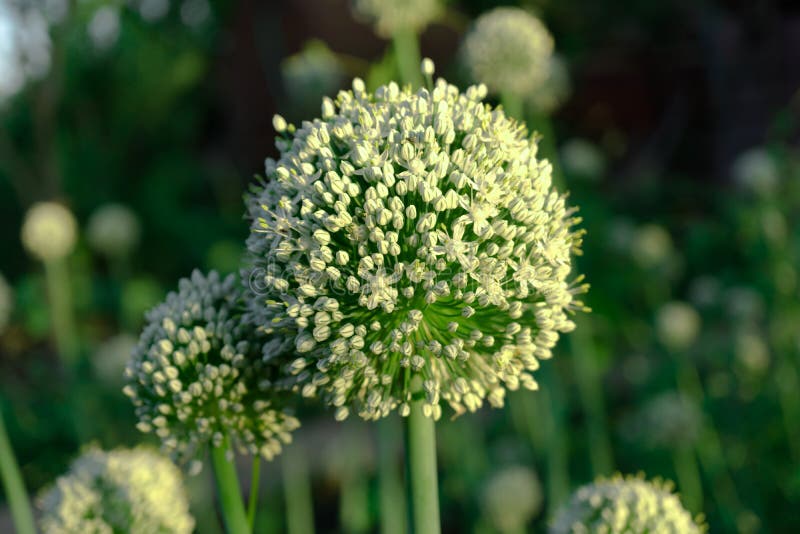 Blooming Buds of Onion Seeds, Close-up, Close-up, Growing Onion Seeds ...