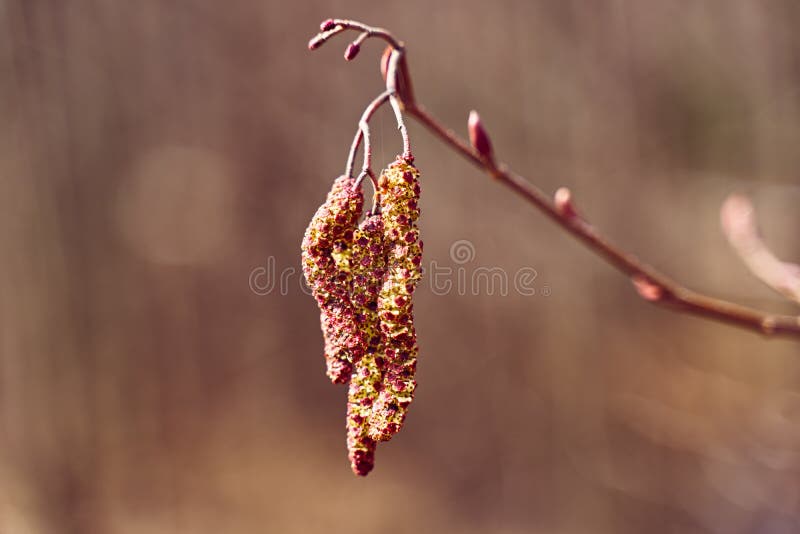 Blooming Buds in the Spring Stock Photo - Image of growth, green: 144881956
