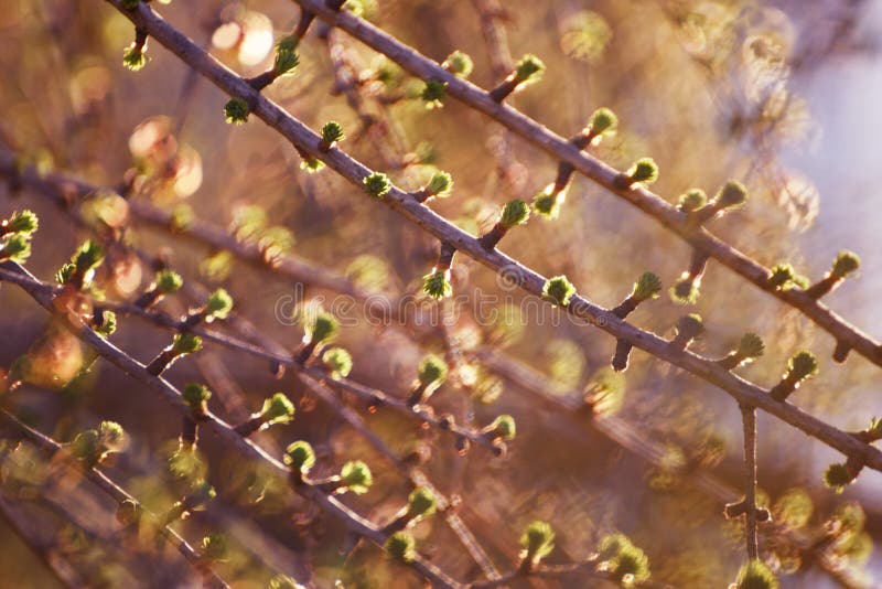 Cherry Tree Seedlings Winter Stock Photos - Free & Royalty-Free Stock ...