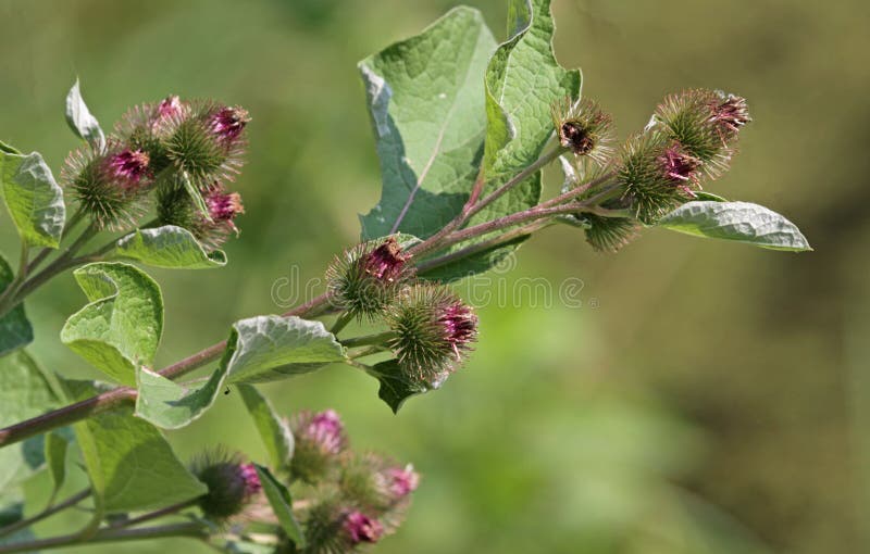 Blooming Bur Plant stock photo. Image of nusance, lesser - 26860740