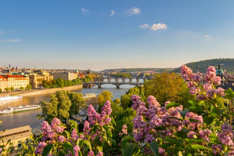 The Blooming Bush of Lilac Against Vltava River and Charles Bridge ...