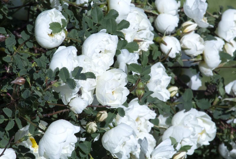 Blooming Bush of White Double Brier Stock Photo - Image of calm ...