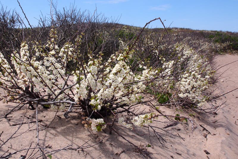 Blooming Bushes at Block Island Stock Photo - Image of blooming, island ...