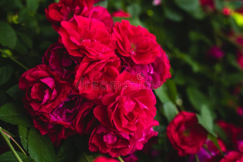 The Blooming Bushes of Roses in the Garden. Background of Rose Bushes ...