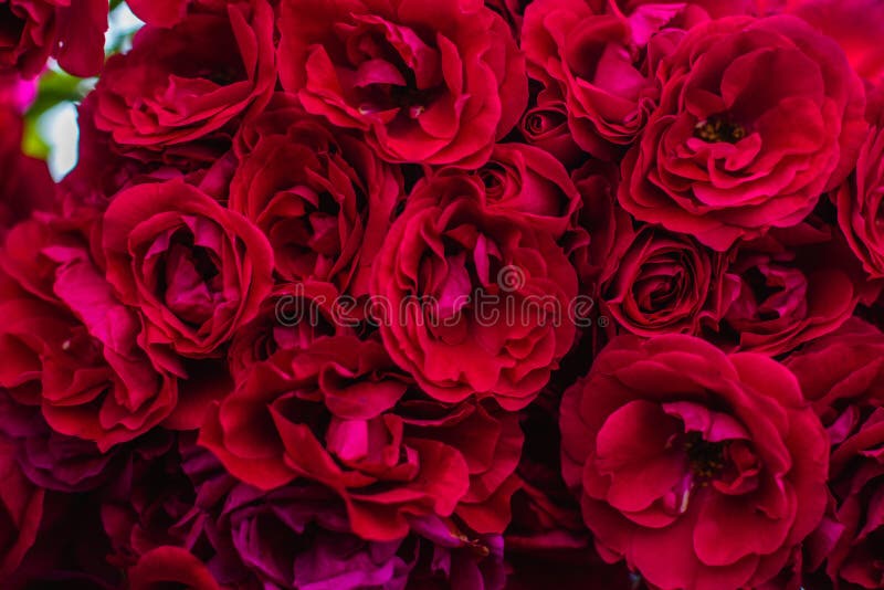 The Blooming Bushes of Roses in the Garden. Background of Rose Bushes ...