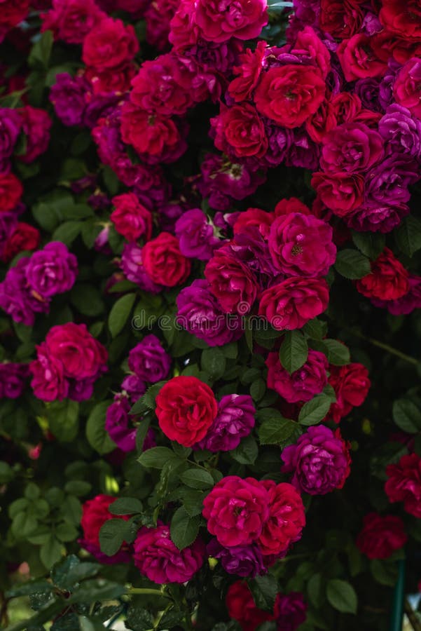 The Blooming Bushes of Roses in the Garden. Background of Rose Bushes ...