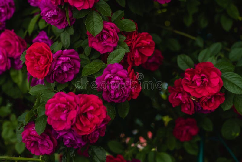 The Blooming Bushes of Roses in the Garden. Background of Rose Bushes ...