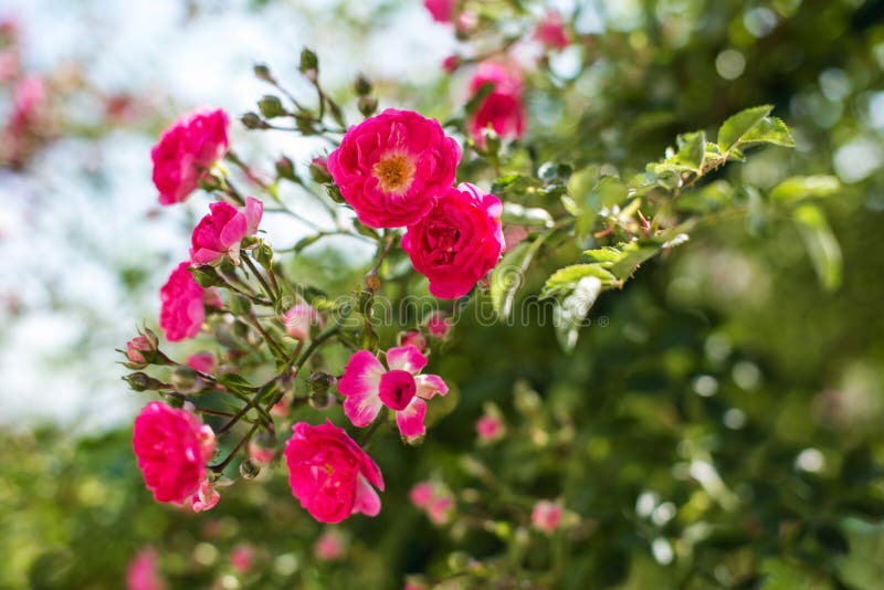 The Blooming Bushes of Roses in the Garden. Background of Rose Bushes ...