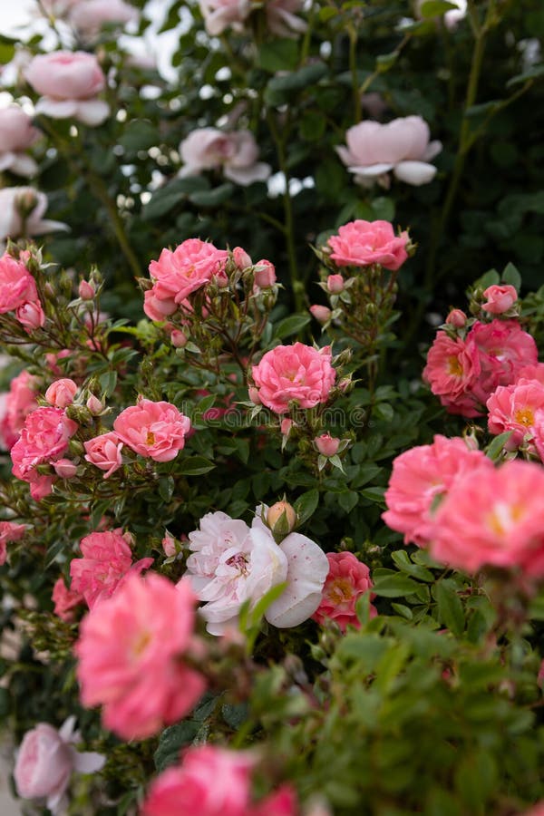 Blooming Bushes with White and Pink Roses Nature Stock Photo - Image of ...