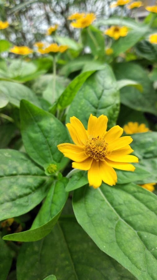 The Blooming of Butter Daisy Flower Stock Photo - Image of leaf, daisy ...