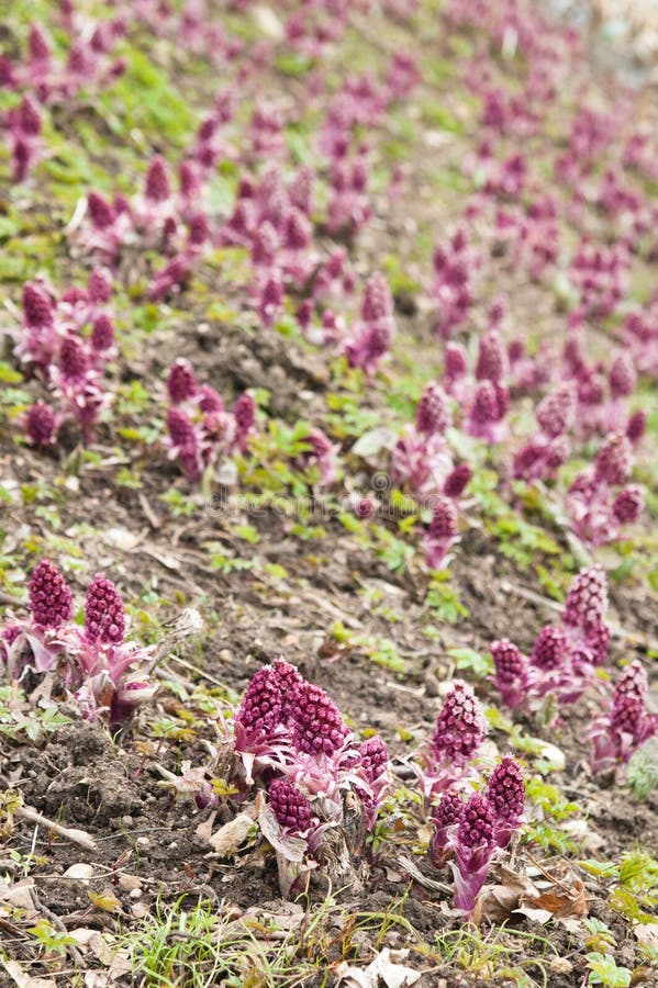 Blooming butterbur stock photo. Image of plant, high - 24741856