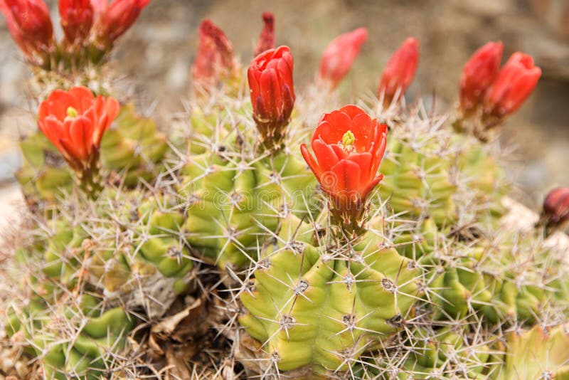 Blooming cacti stock photo. Image of stone, arizona, bright - 40375806
