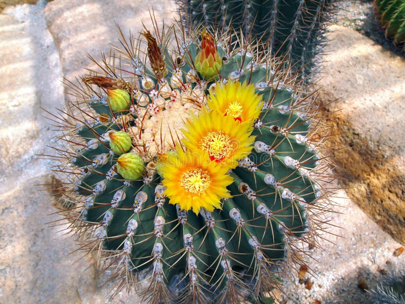 Blooming cactus stock image. Image of tropical, blossom - 25837007