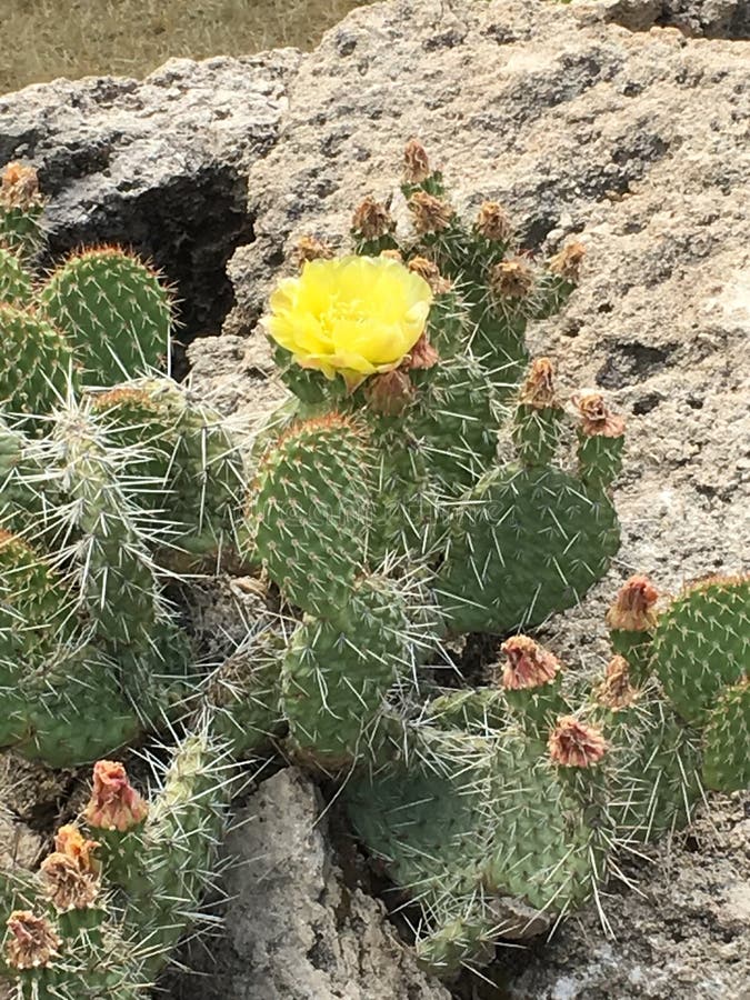 Yellow Flowering Cactus stock photo. Image of yellow - 99464948