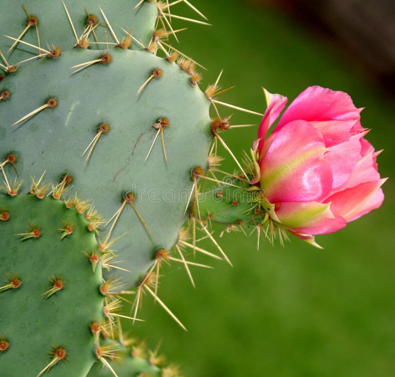 Blooming cactus flower stock image. Image of pink, blossom - 2374891