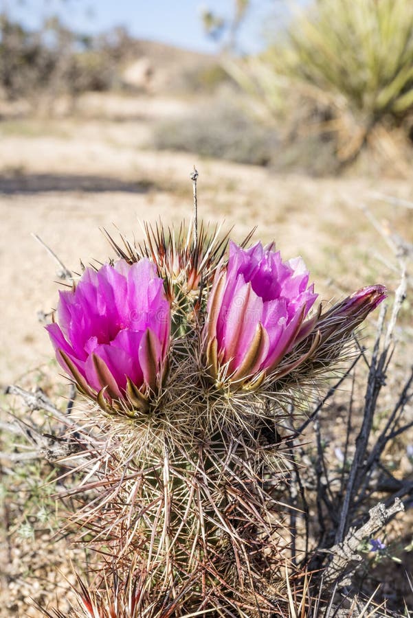 Blooming cactus flower stock photo. Image of plant, nature - 92835498