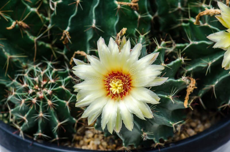 Blooming of cactus flower stock photo. Image of garden - 76069122