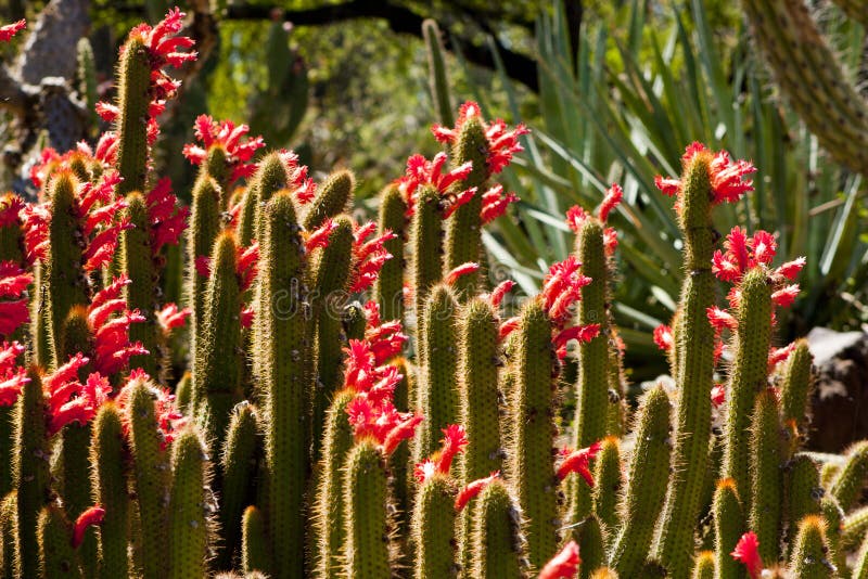 Blooming Cactus Garden stock image. Image of prickly - 16570309