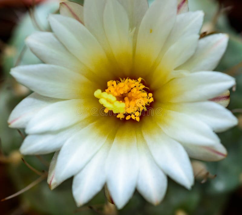 Blooming Cactus with Long Spines in a Botanical Collection Stock Image ...