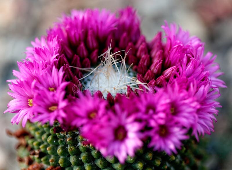 Blooming cactus stock photo. Image of magenta, petals - 35183320