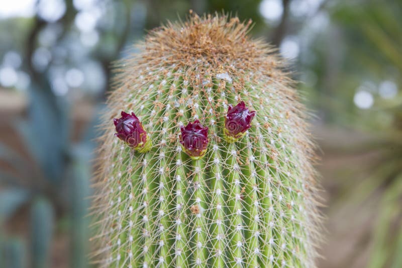 Blooming Cactus Mammillaria Closeup. Stock Photo - Image of needles ...