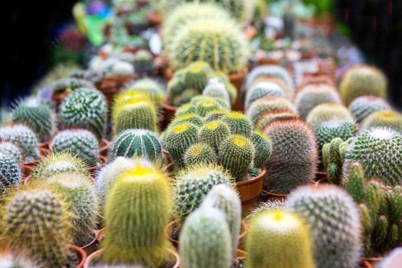 Blooming cactus on sale stock photo. Image of cactus - 90781866