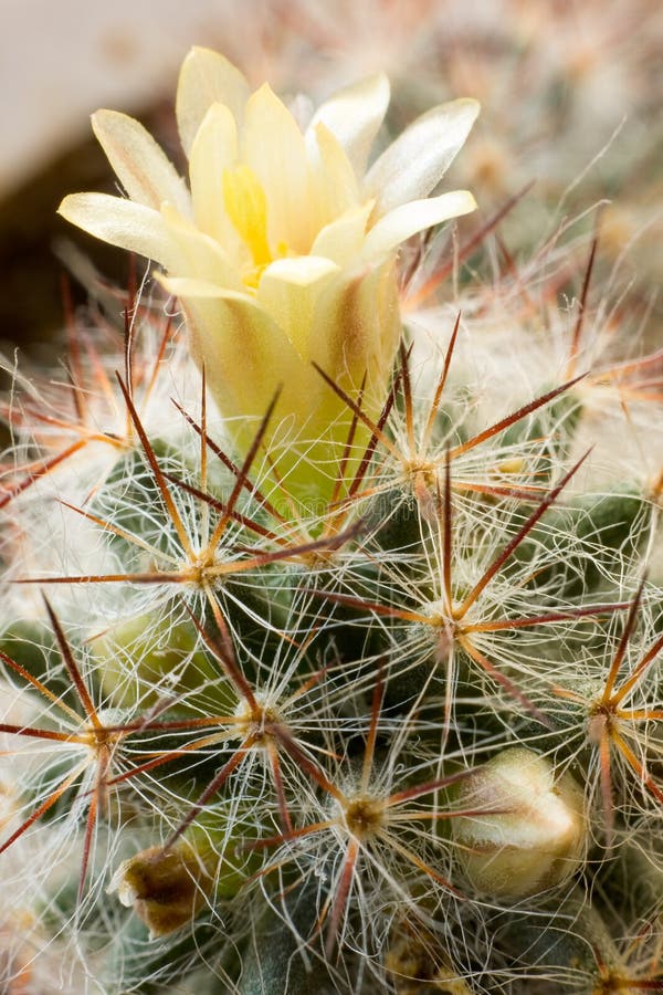 Blooming cactus, vertical stock photo. Image of plant - 7580680
