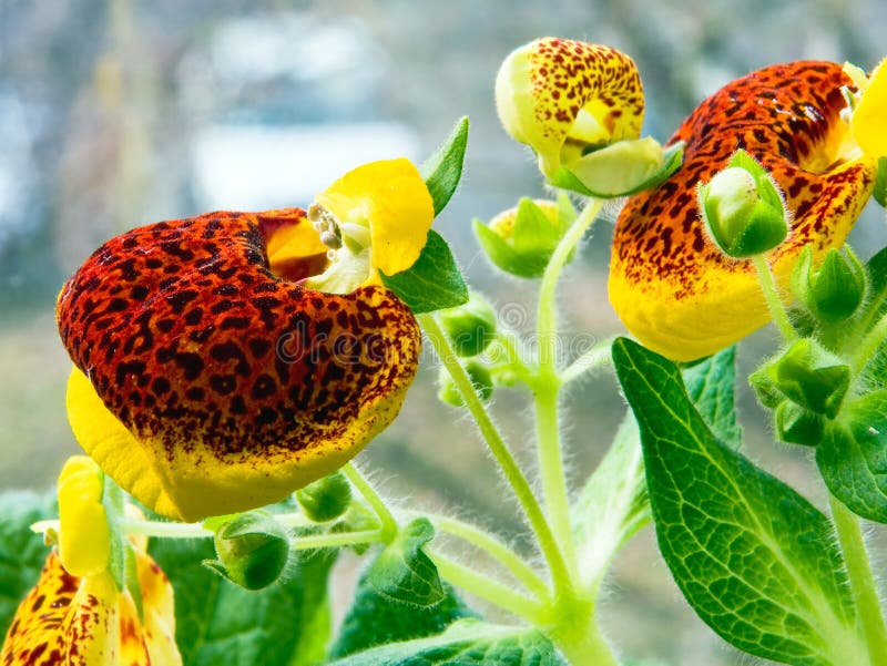 467 Calceolaria Stock Photos - Free & Royalty-Free Stock Photos from ...