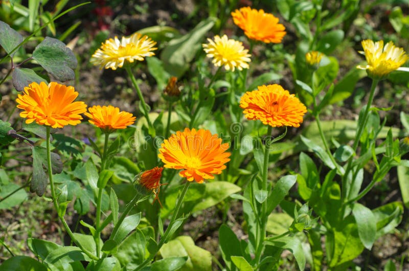 Blooming Calendula in the Summer Garden Stock Image - Image of green ...