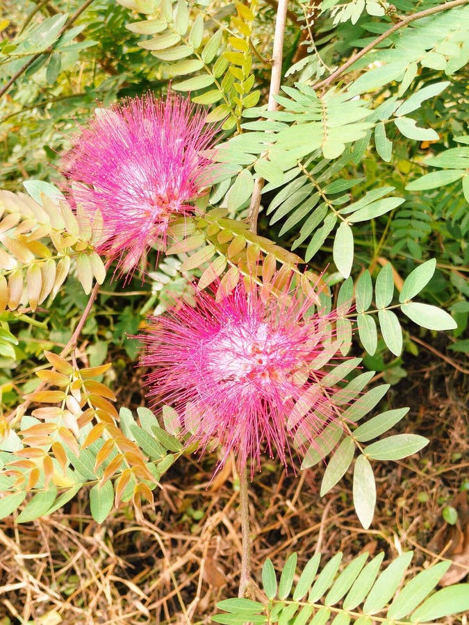 Blooming Calliandra Grandiflora Stock Image - Image of calliandra ...