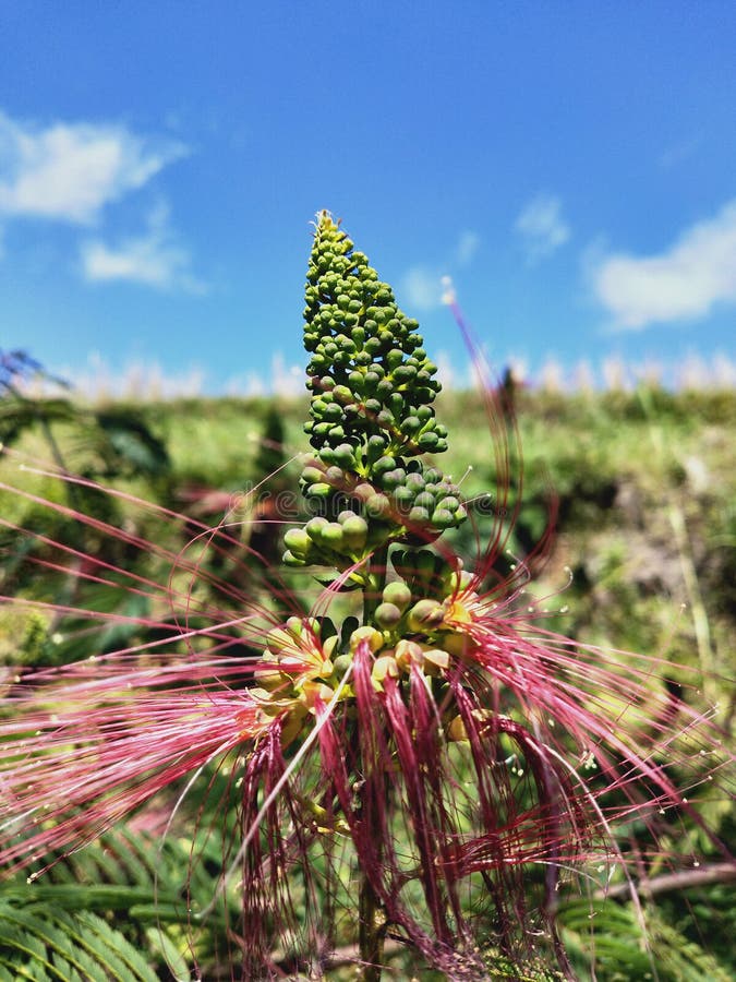 Blooming calliandra plant stock photo. Image of leaf - 262531534