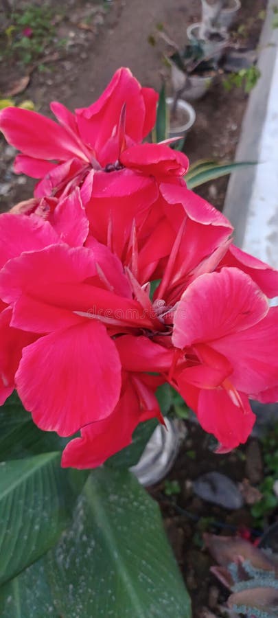 Blooming of Cana Red Flower Stock Photo - Image of flower, ofcna: 268419340