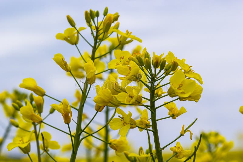 Blooming Canola Field and Blu Sky with Stormy Clouds Stock Photo ...