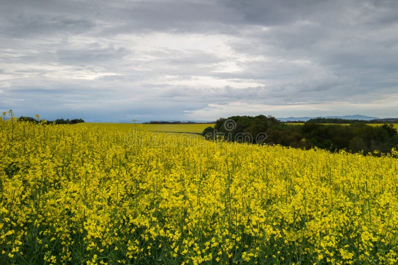 Blooming Canola Field with Cloudy Sky at Sunset. Spring Rural Landscape ...