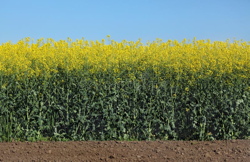 Blooming Canola Field in Spring Stock Image - Image of flower, field ...