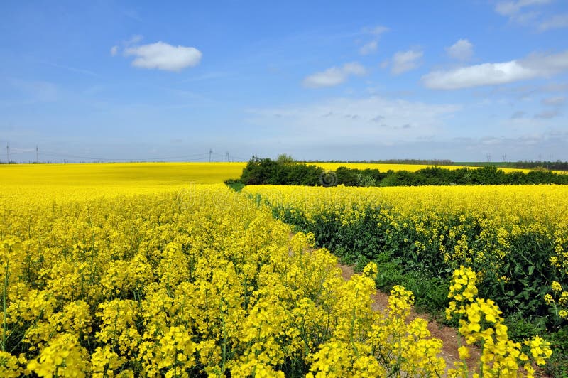 Blooming canola fields stock photo. Image of shrubs, shapes - 41910602