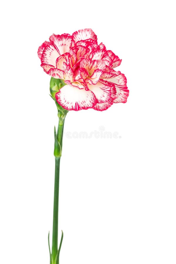 Long Stem Carnations White Stock Photos - Free & Royalty-Free Stock ...