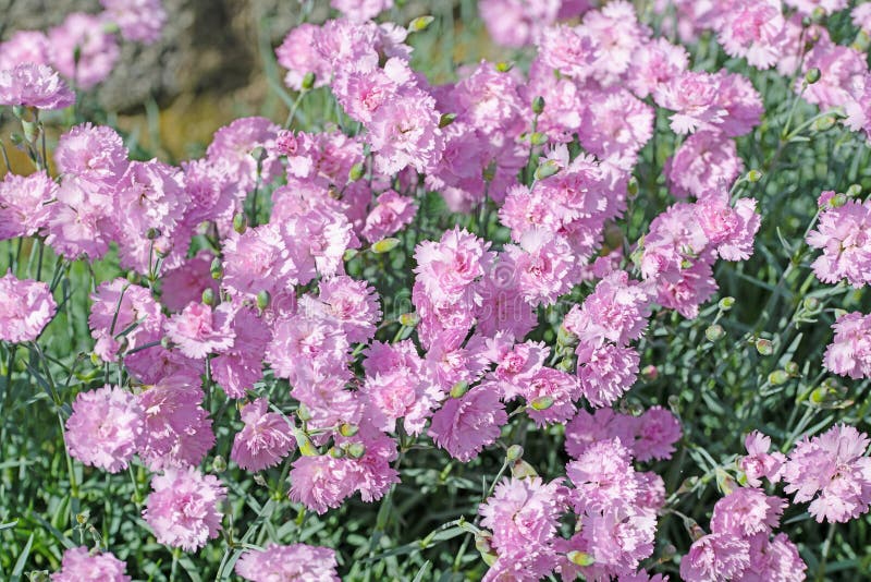 Flowering Carnations, Dianthus, in the Garden Stock Photo - Image of ...