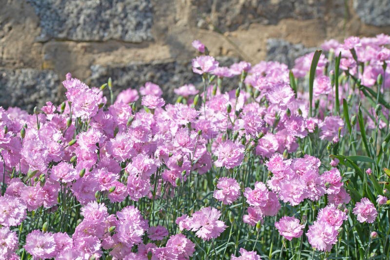 Flowering Carnations, Dianthus, in the Garden Stock Image - Image of ...