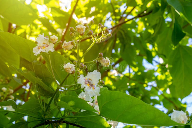 Blooming Catalpa Early Spring Stock Photos - Free & Royalty-Free Stock ...