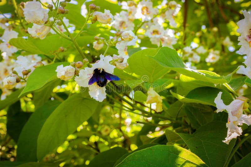 Blooming Catalpa Early Spring Stock Photos - Free & Royalty-Free Stock ...