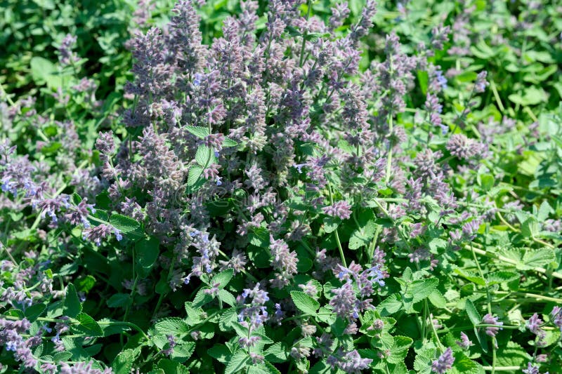 Blooming Catnip Plant in a Garden Stock Image - Image of aromatic ...