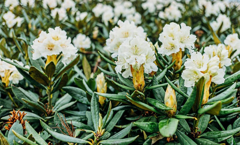 Blooming Caucasus White Rhododendrons. Stock Image - Image of closeup ...