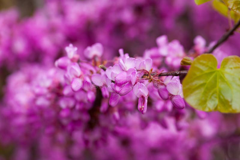 Blooming Cercis tree stock image. Image of land, culture - 367142323