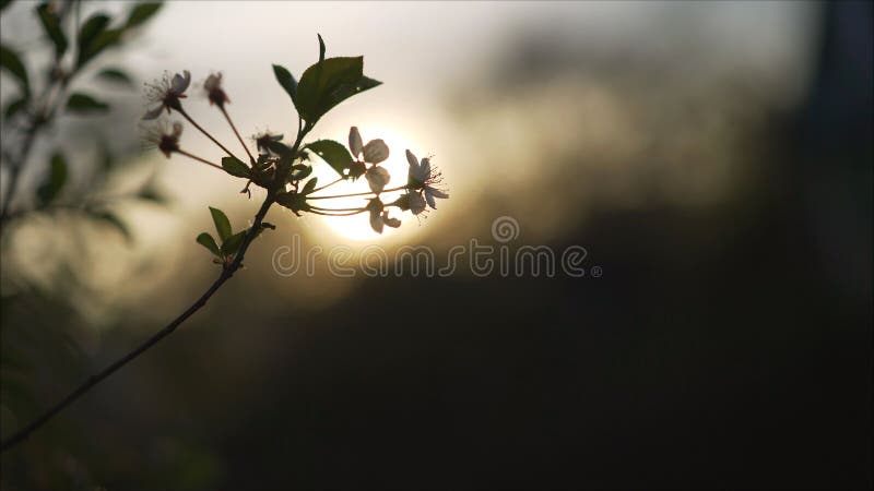 Blooming Cherry on a Background of a Sunset. Branches of the Flowering ...