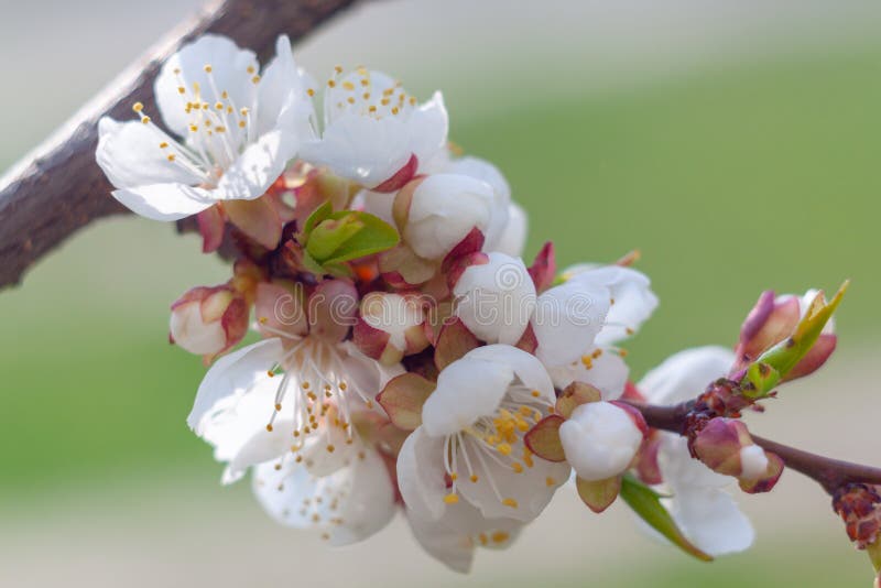 Flowers of white cherry. stock image. Image of fruit - 145586579